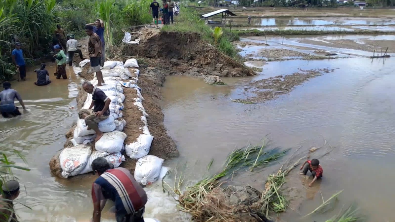 Tanggul Jebol, 30 Hektare Sawah Warga di Kluet Timur Tertimbun Material ...